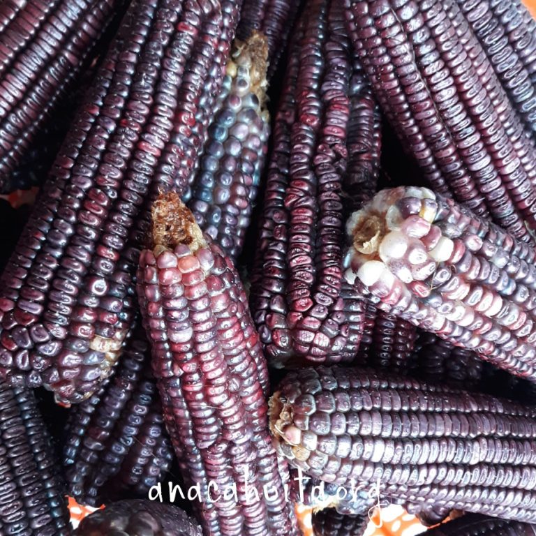 Masa de maíz azul, kilo – Anacahuita Ecotienda Monterrey