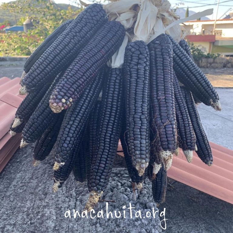 Tortillas de maíz azul, 500 gr – Anacahuita Ecotienda Monterrey
